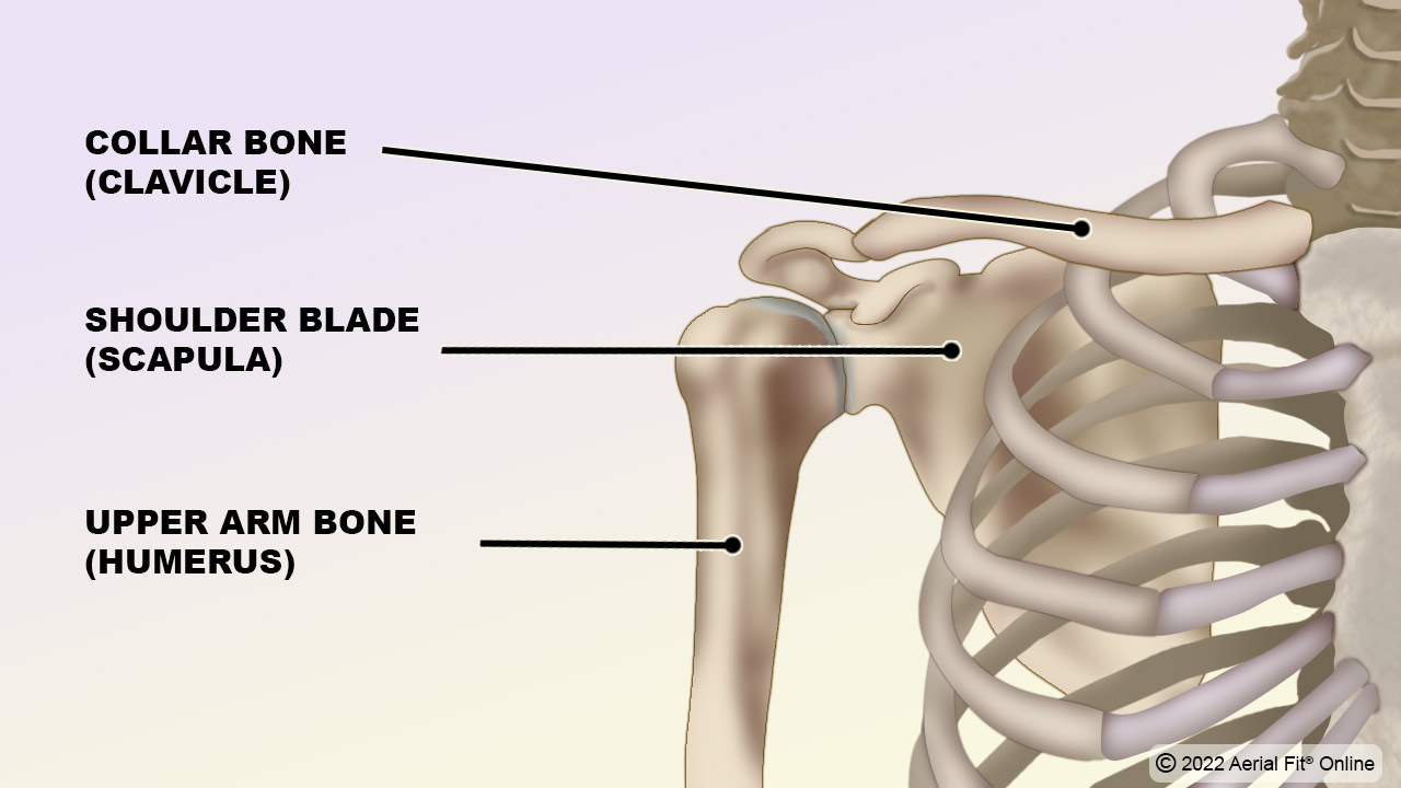 The Bones and Muscles of the Shoulder | Aerial Fit Online